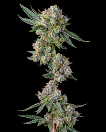COMPOUND GENETICS – SLG