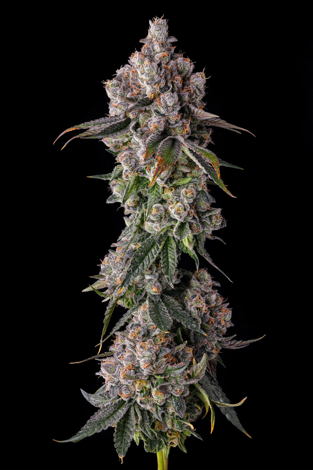 COMPOUND GENETICS – SLG