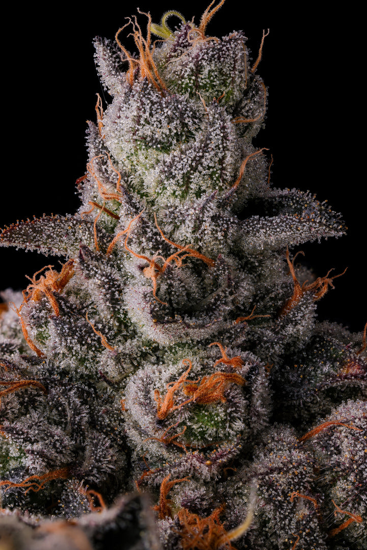 COMPOUND GENETICS – SLG