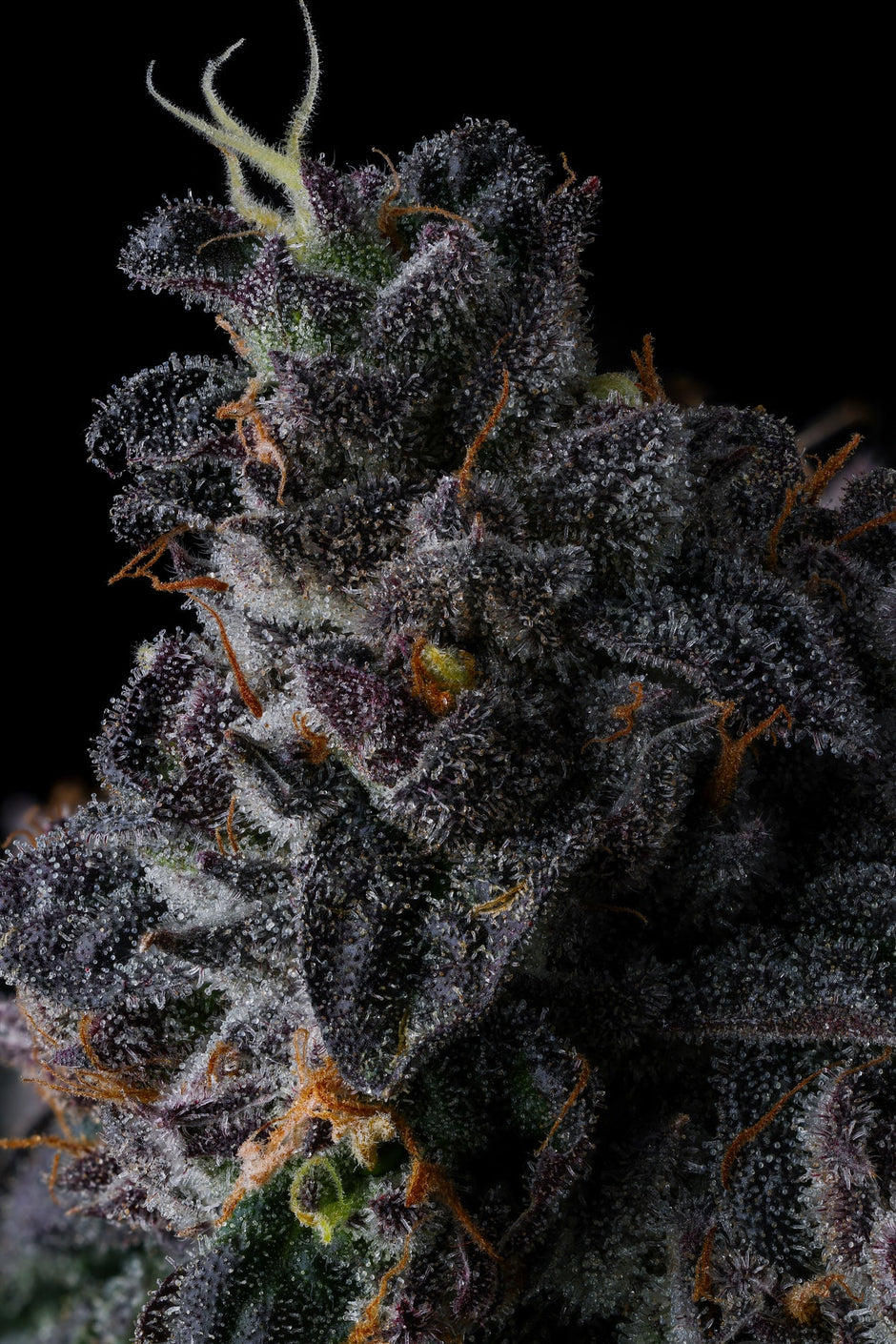 COMPOUND GENETICS – SLG