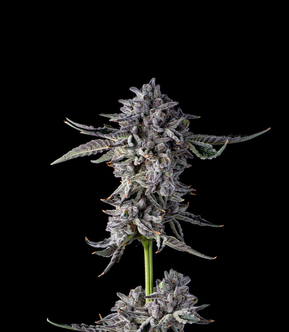 COMPOUND GENETICS – SLG