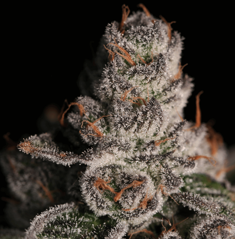 GRAPE GAS S1 – SLG