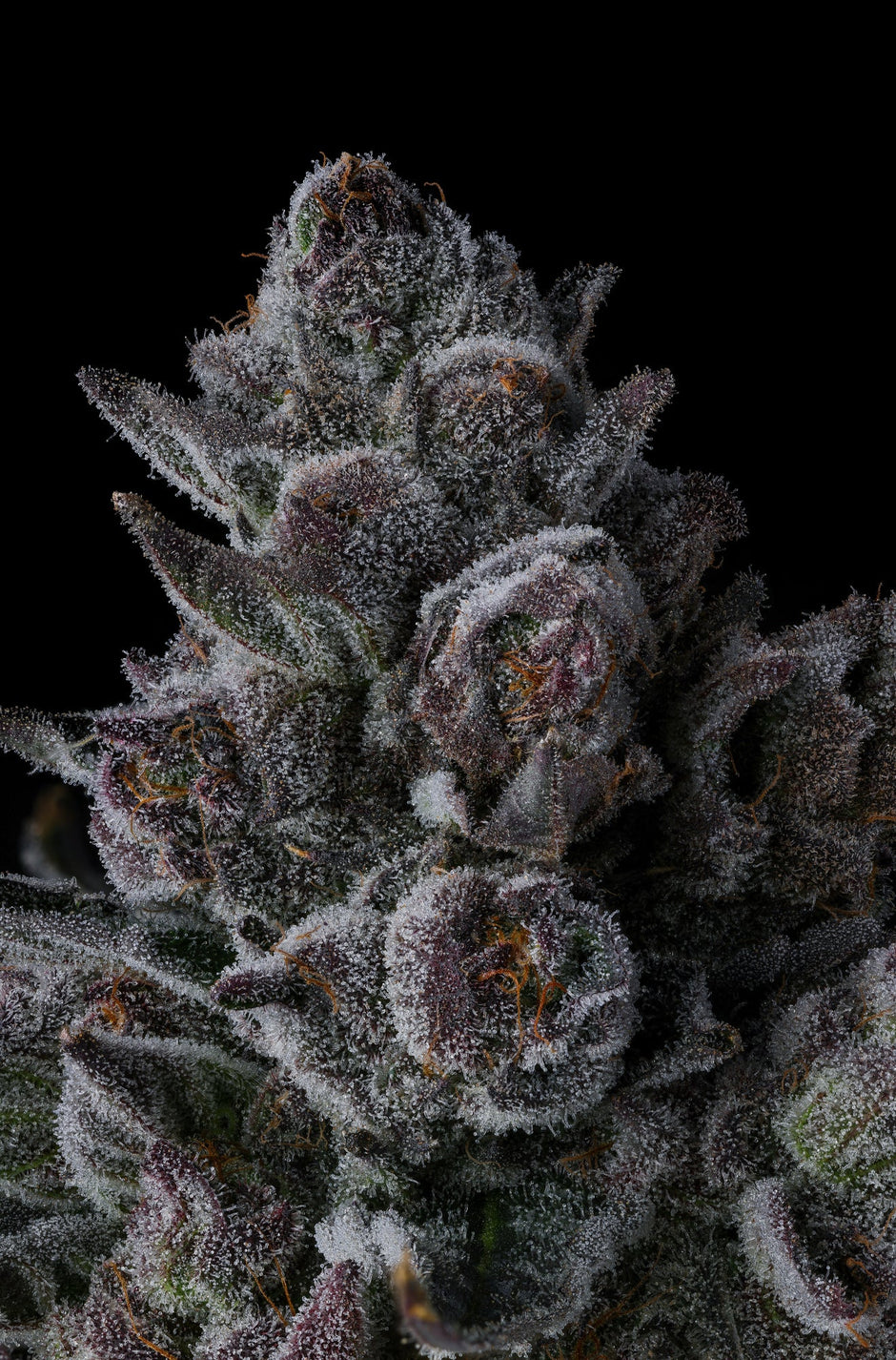 COMPOUND GENETICS – SLG