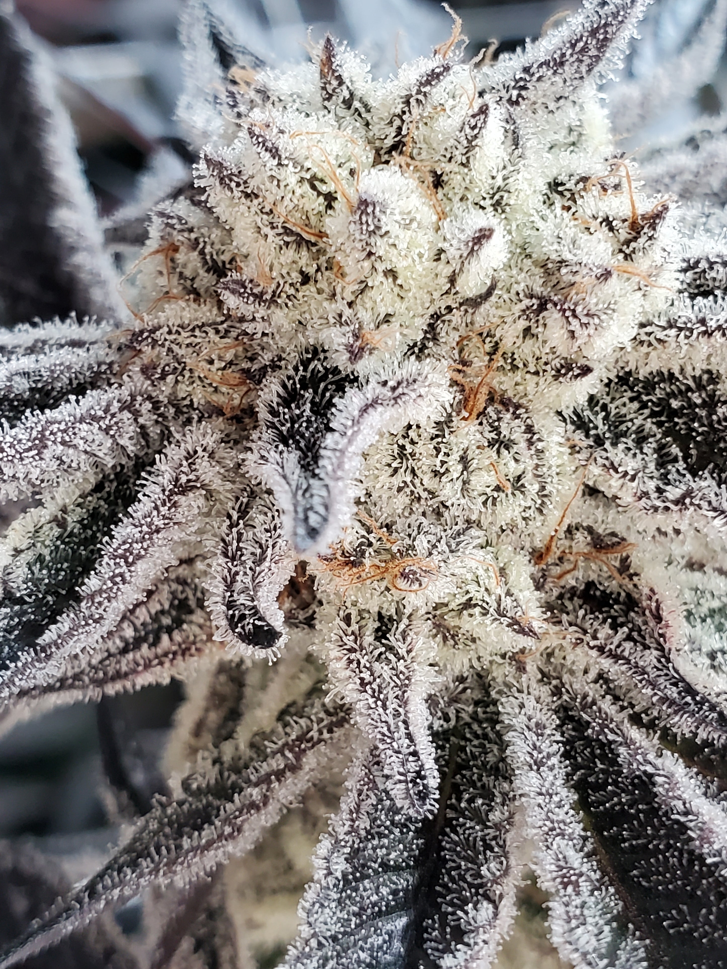 CHOCOLATE CREAM FILLED COOKIE AKA OOOZE S1 – SLG