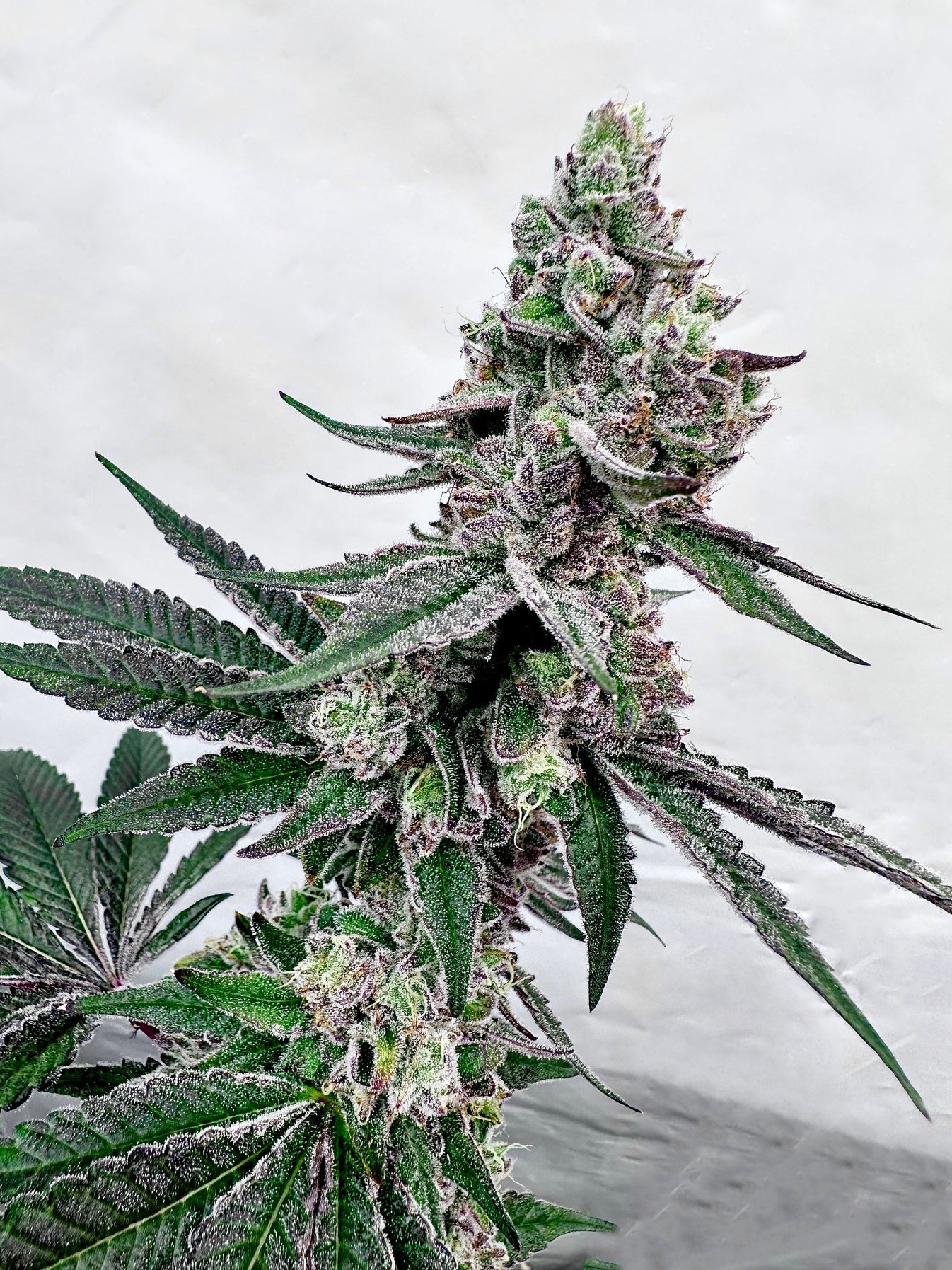 Twisted Terpz (Tropical Runtz x Grape Jubilee) Fem – SLG