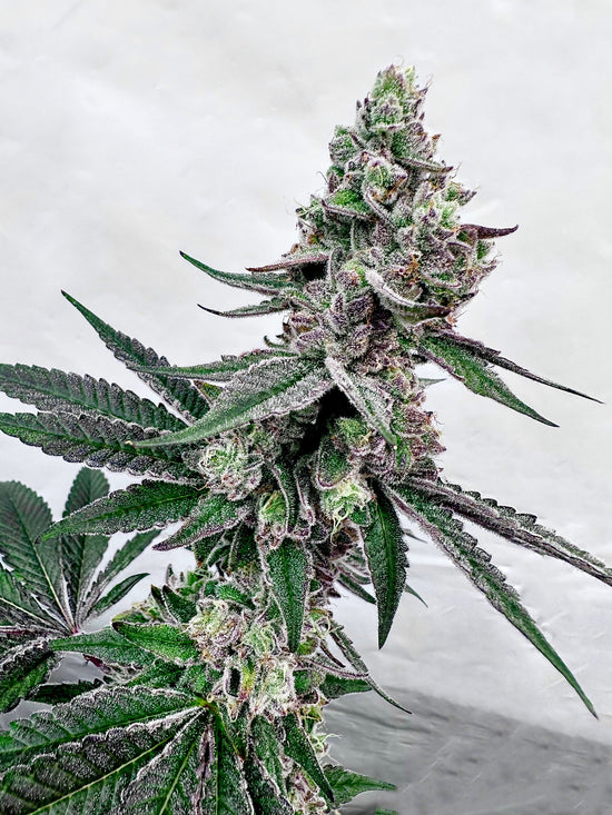 Twisted Terpz (Tropical Runtz x Grape Jubilee) Fem – SLG
