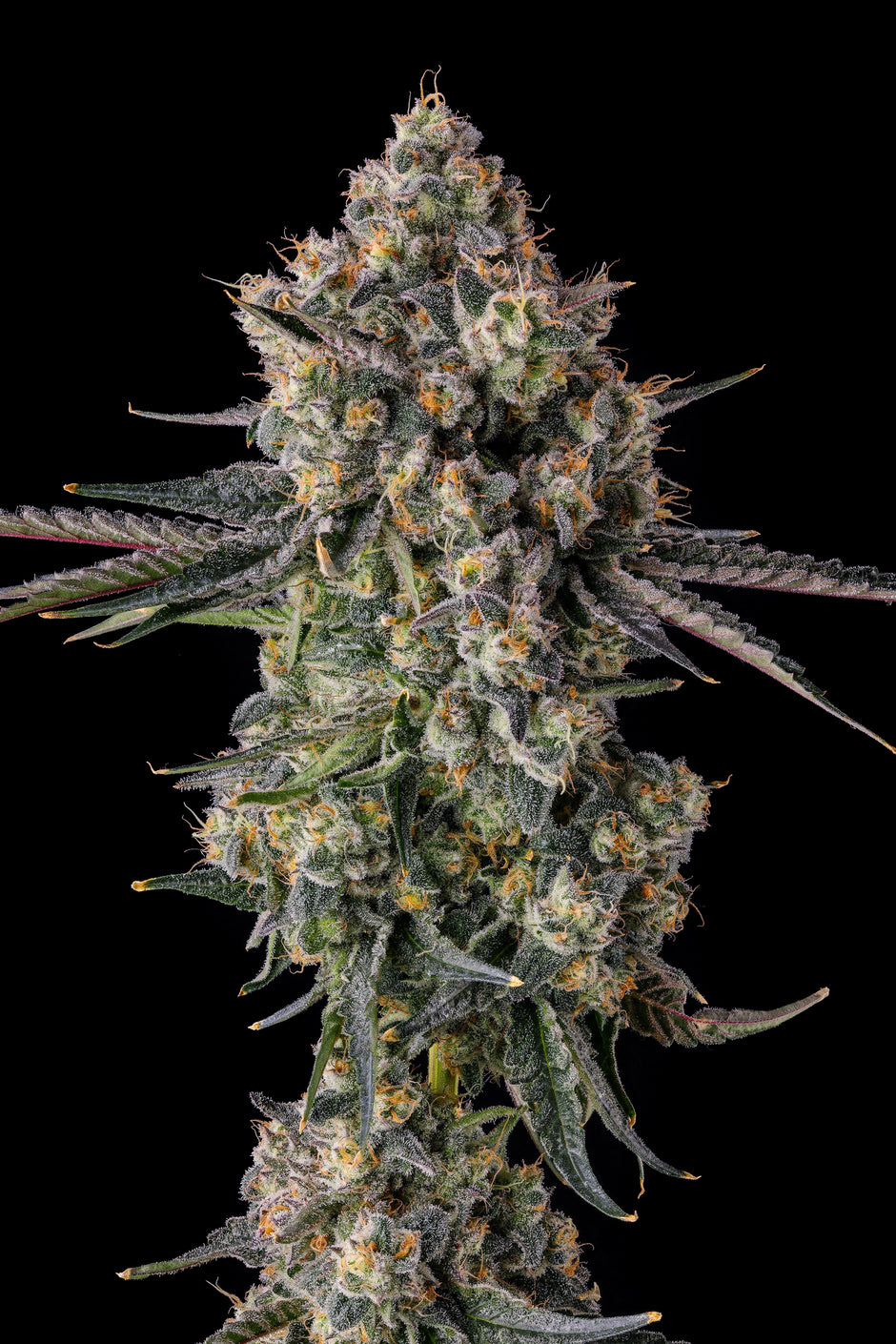 COMPOUND GENETICS – SLG