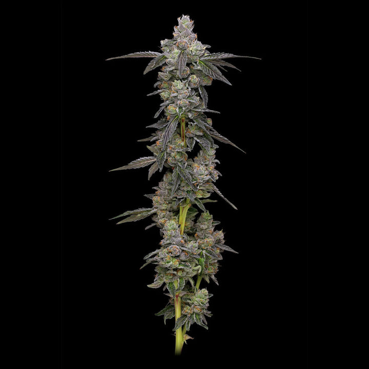 COMPOUND GENETICS – SLG