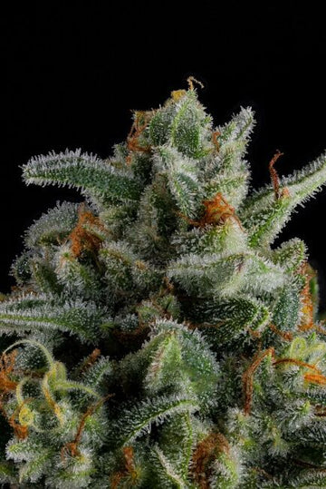 COMPOUND GENETICS – SLG