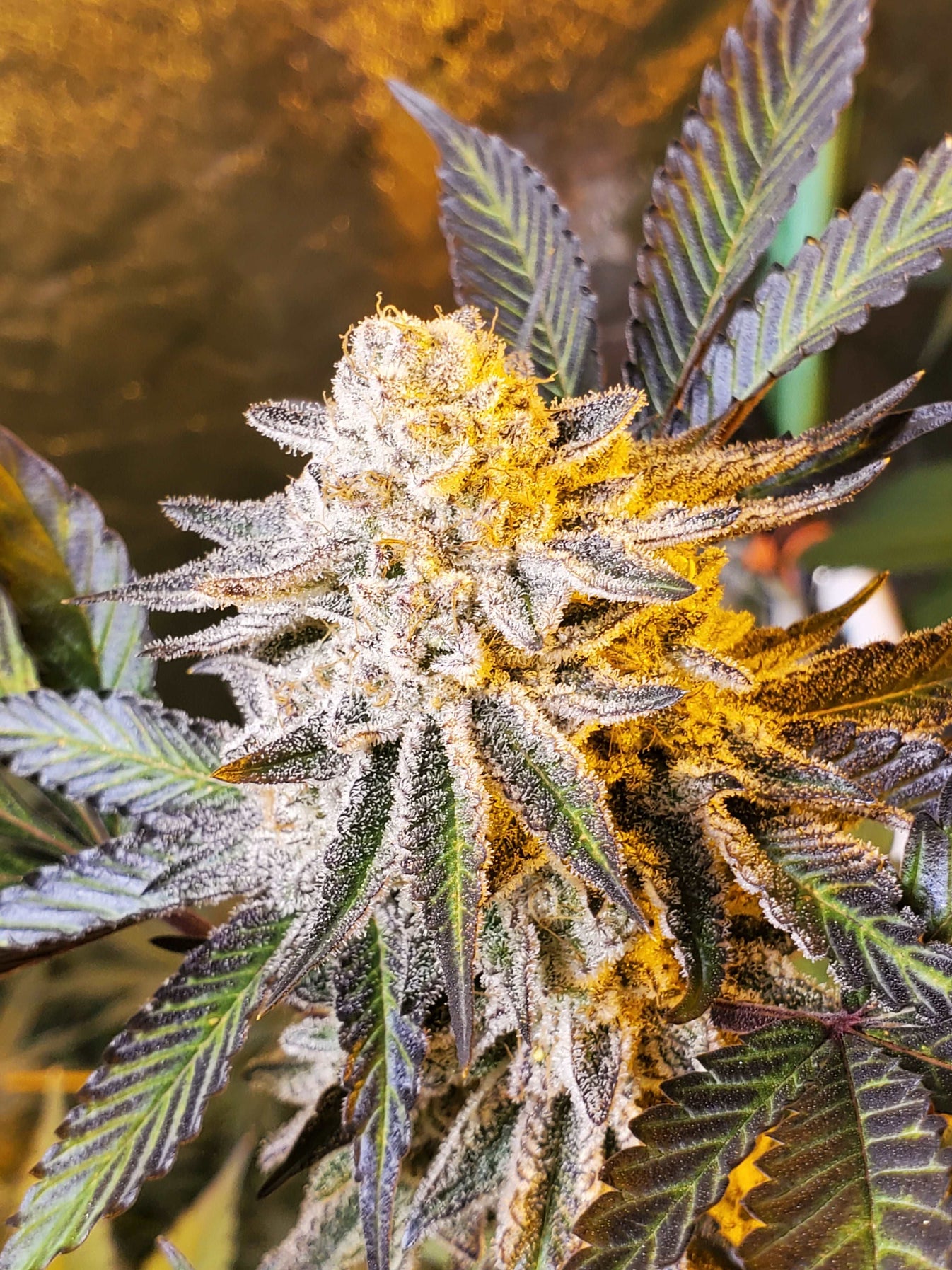 PURPLE MACARON (FEM) – SLG