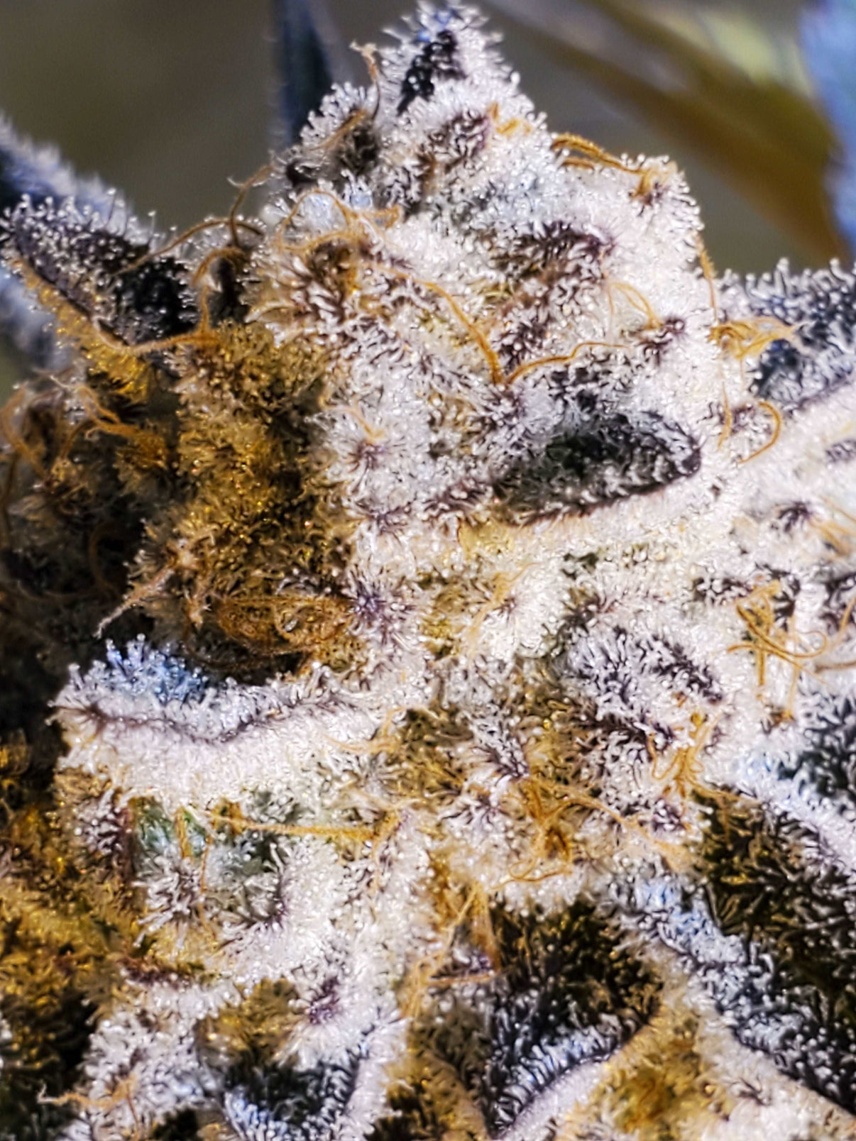 PURPLE MACARON (FEM) – SLG