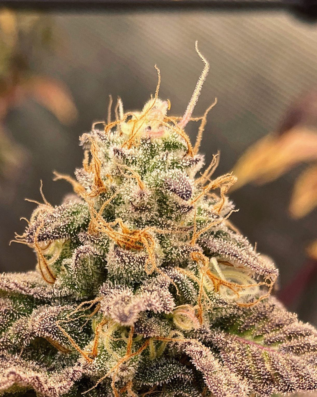CANNARADO GENETICS – SLG