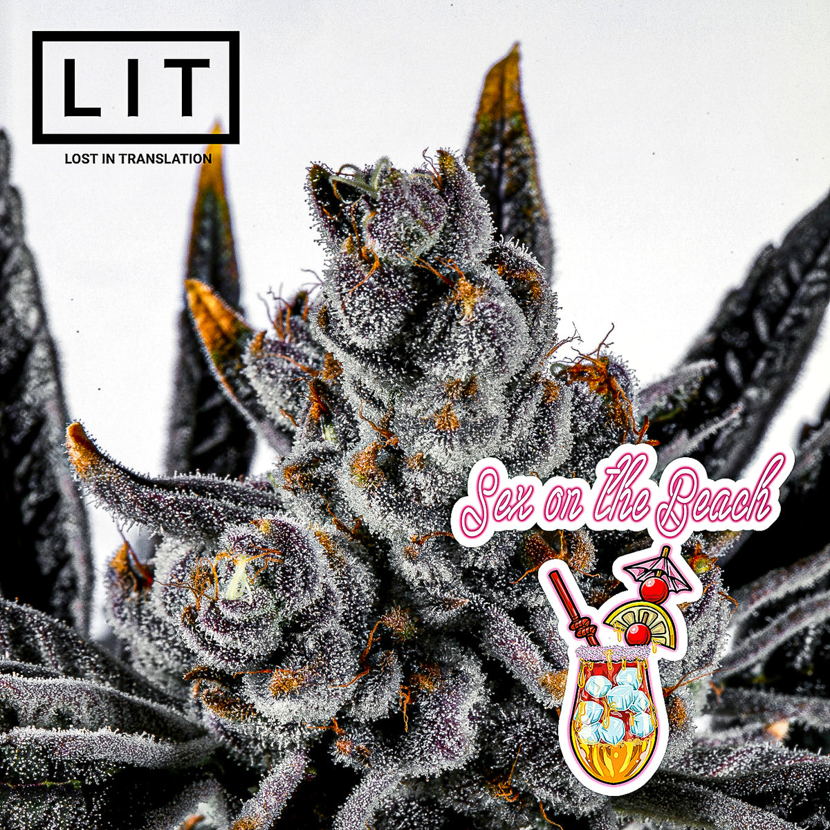 Sex On The Beach Lemon Cherry Gelato X Zoap Fems Slg